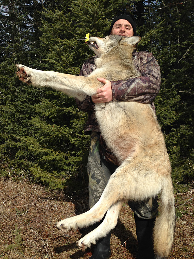 Canadian Wolf Size